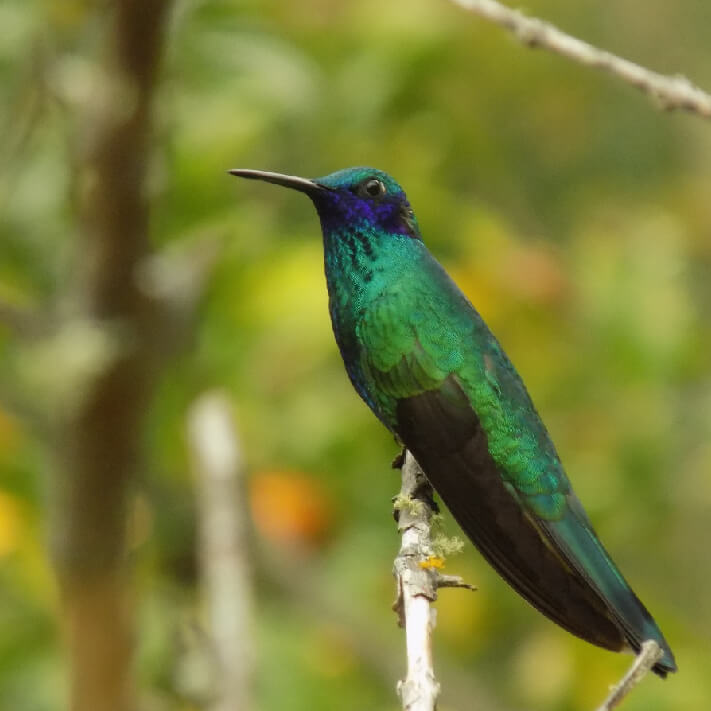 LORO CORONIAZUL Proaves Reserve - Conservation Co