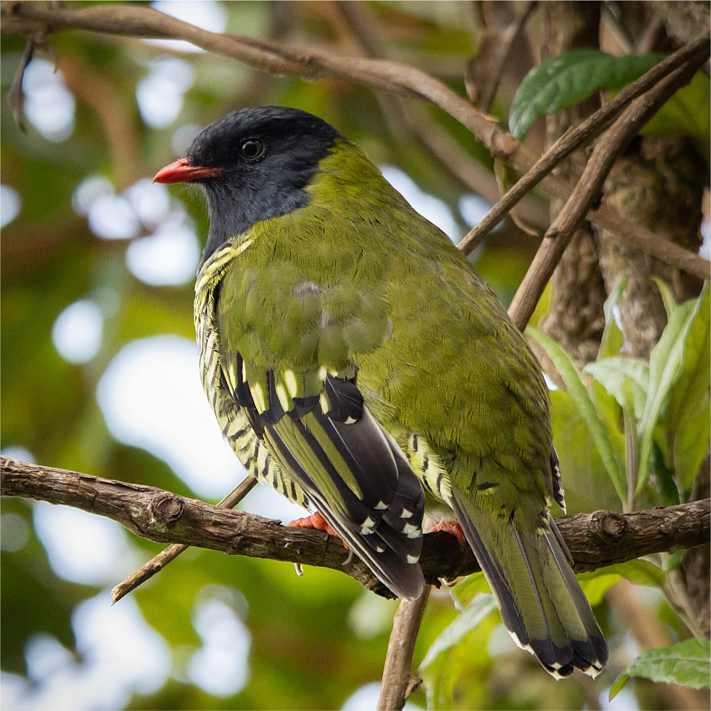 LORO FUERTESI PROAVES RESERVE - Conservation Co