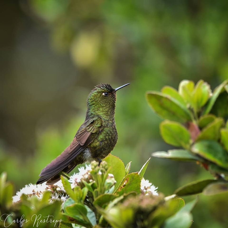 LORO FUERTESI PROAVES RESERVE - Conservation Co