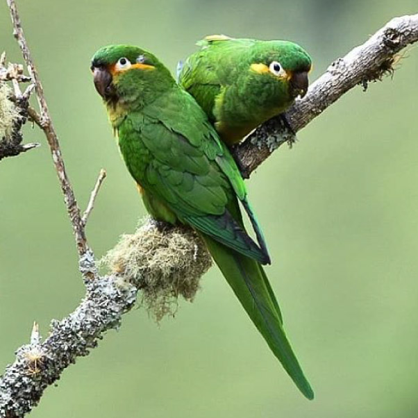 LORO FUERTESI PROAVES RESERVE - Conservation Co