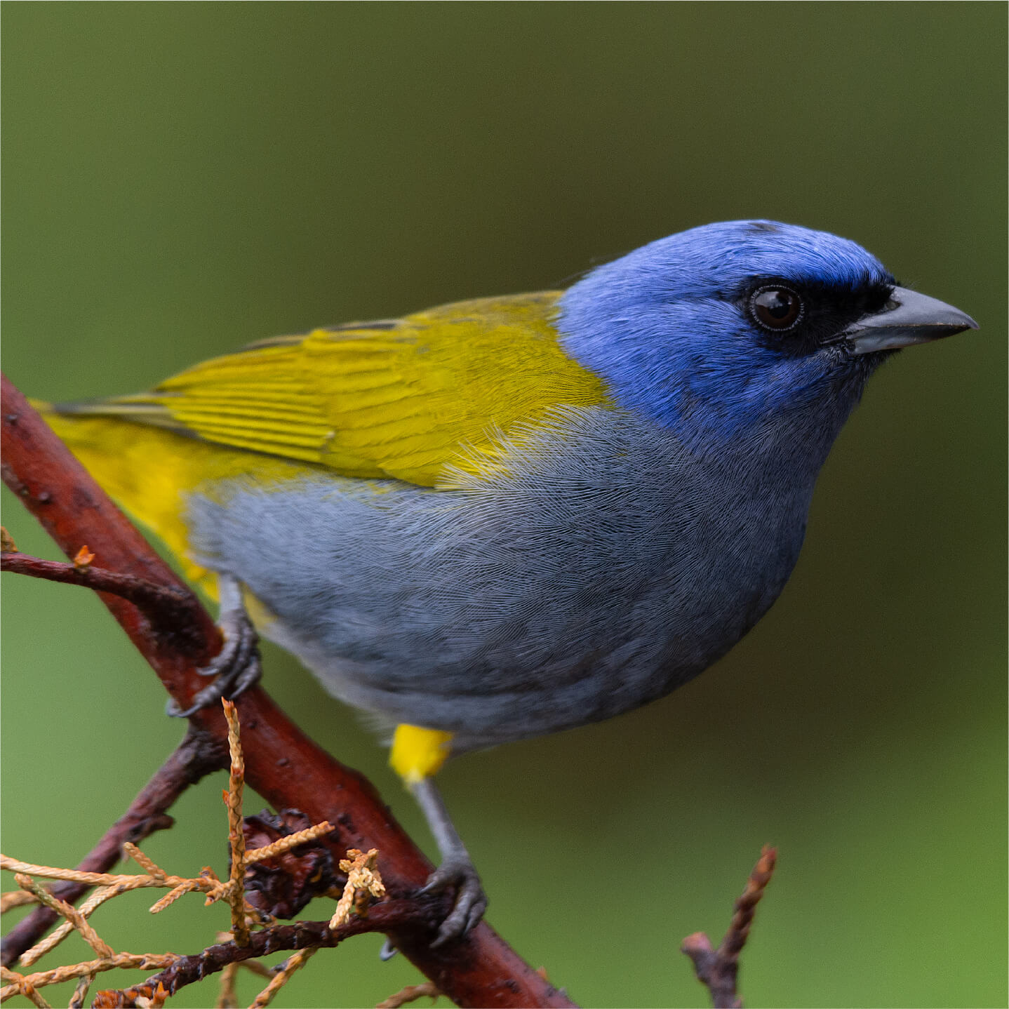 LORO FUERTESI PROAVES RESERVE - Conservation Co