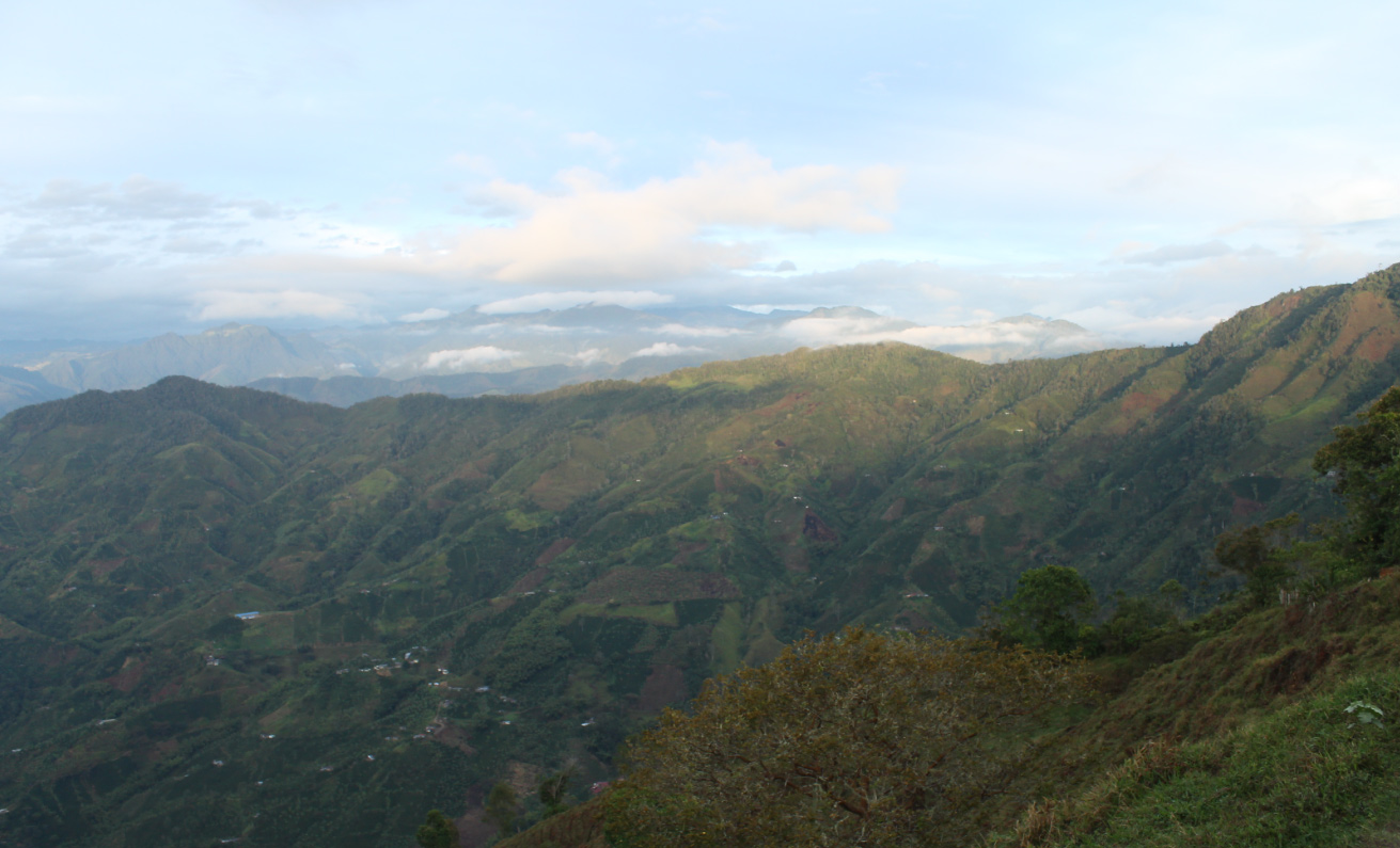 Ranita Dorada ProAves Reserve - Conservation Co