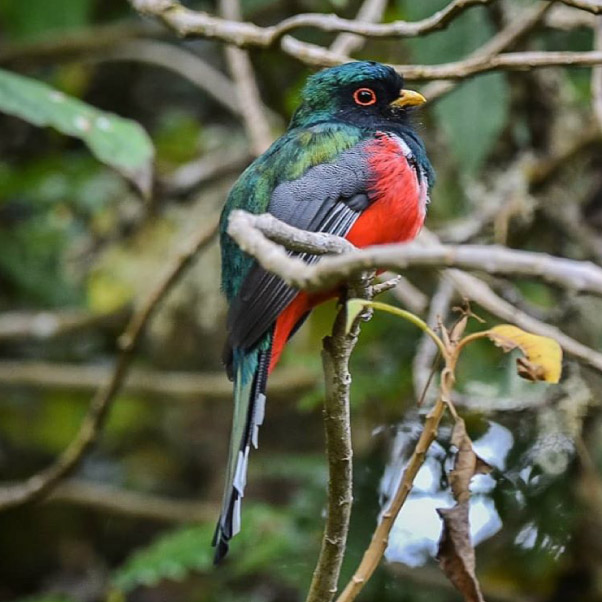 Reserva ProAves Loro Fuertesi - Conservation Co