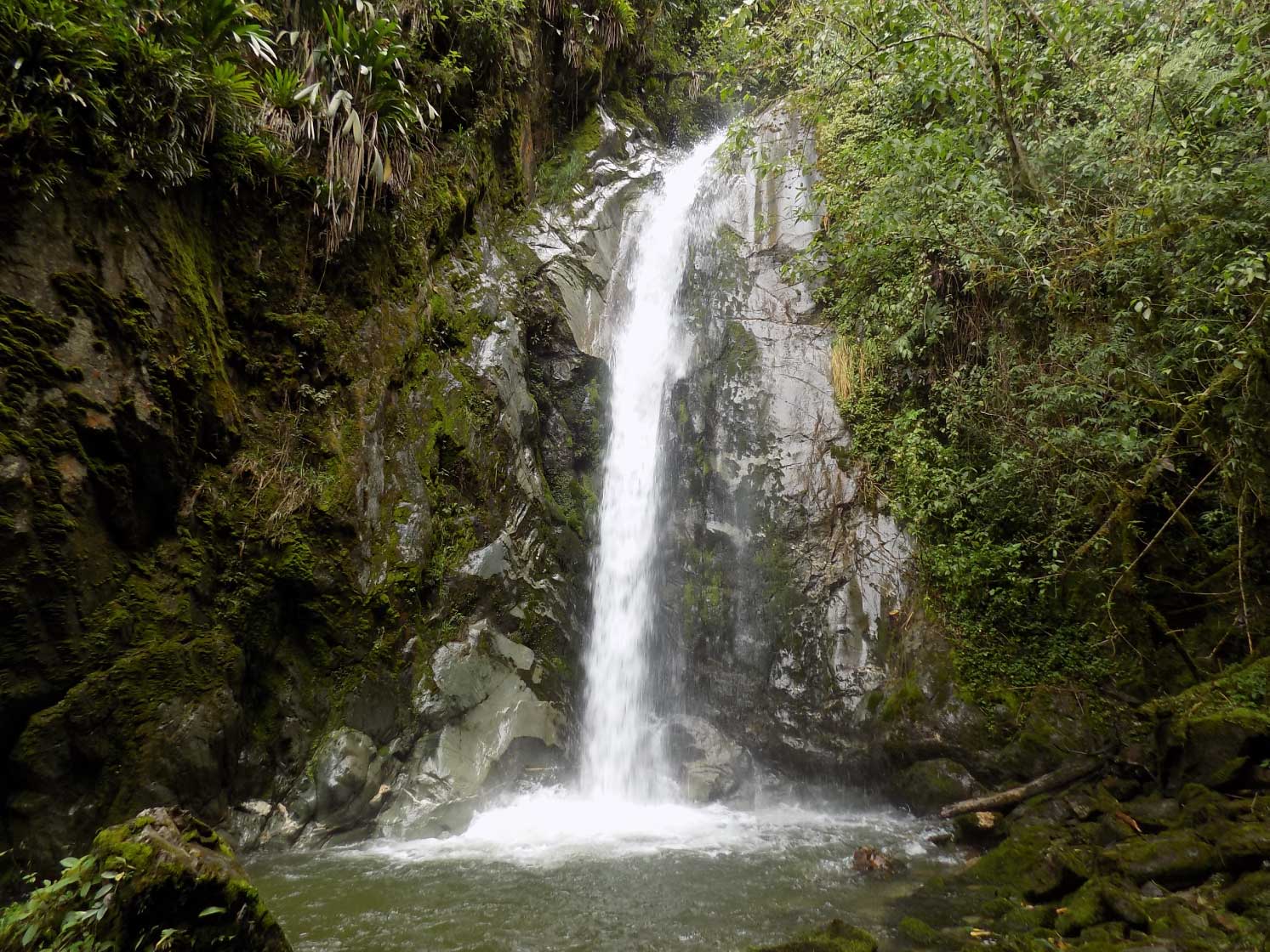 RESERVA PROAVES LOROS ANDINOS - Conservation Co