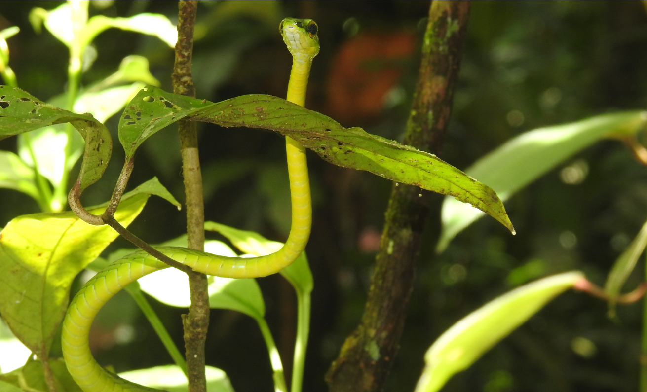 RESERVA PROAVES RANITA TERRIBILIS - Conservation Co