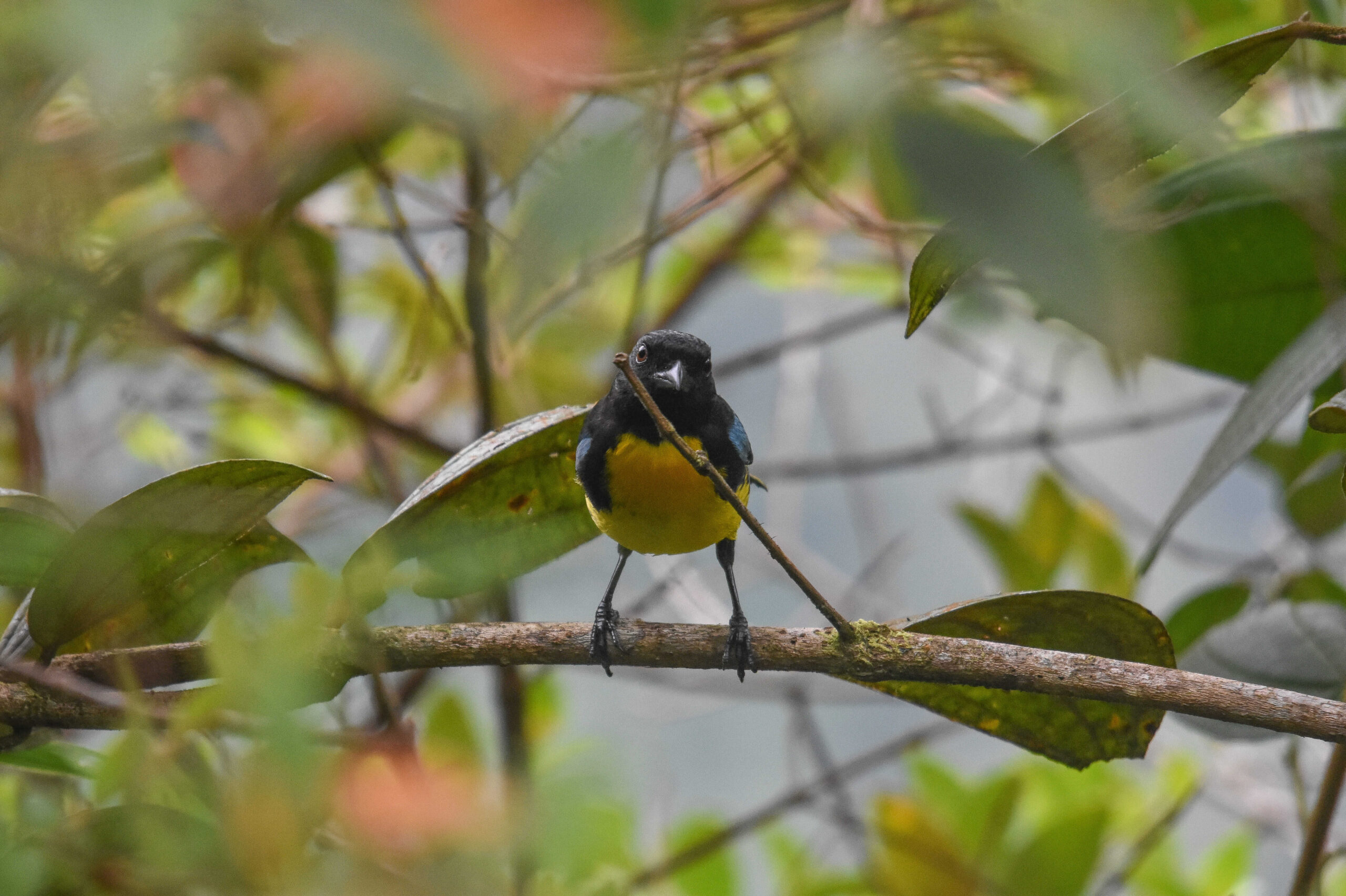 Reserva Natural Las Tángaras - Conservation Co